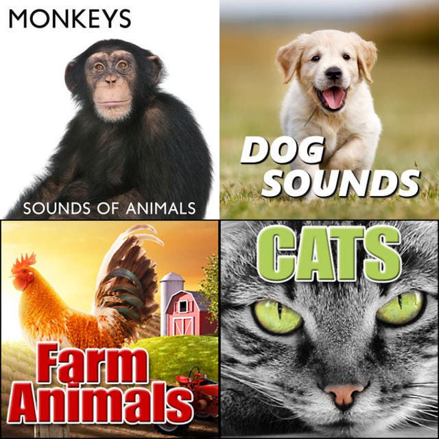 Animal Noises - playlist by Sanjaya Punyasena | Spotify