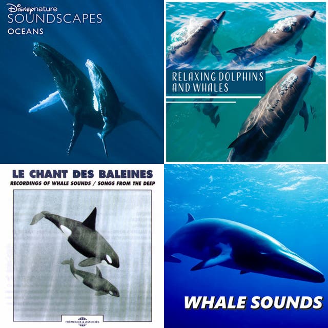 orca sounds - playlist by Sara | Spotify
