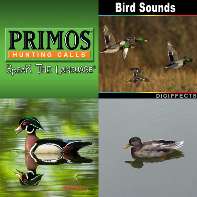 Duck sounds - playlist by Jamie Direen | Spotify