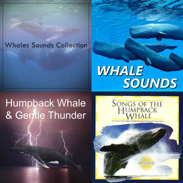Top artists of Whale Song music genre - Chosic
